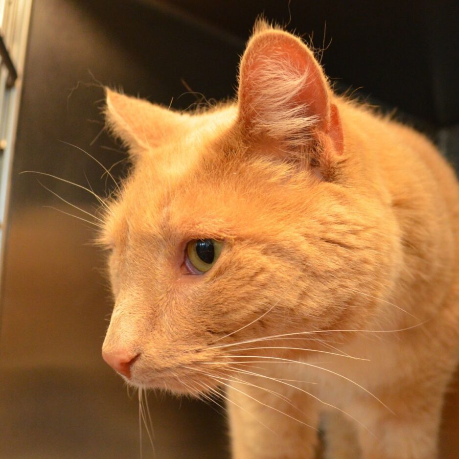 North Utah Valley Animal Shelter Pet Of The Week Orange Julius News north-utah-valley-animal-shelter-pet-of-the-week-orange-julius-news